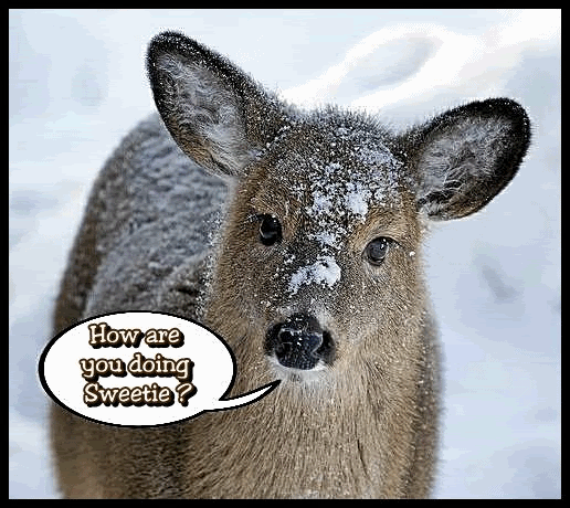 Deer GIF on GIFER - by Vulabar