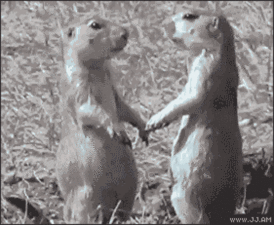 Dating GIF - Find on GIFER