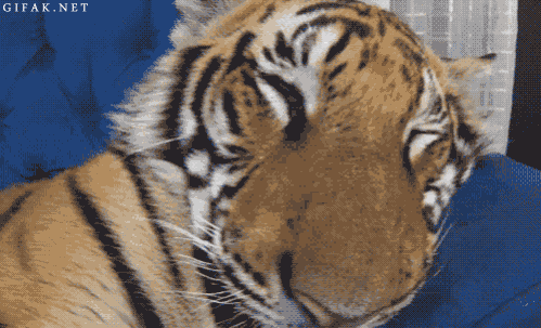 Tiger GIF - Find on GIFER