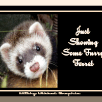 Ferret GIF on GIFER - by Mariron