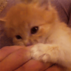 Adorable cat GIF - Find on GIFER