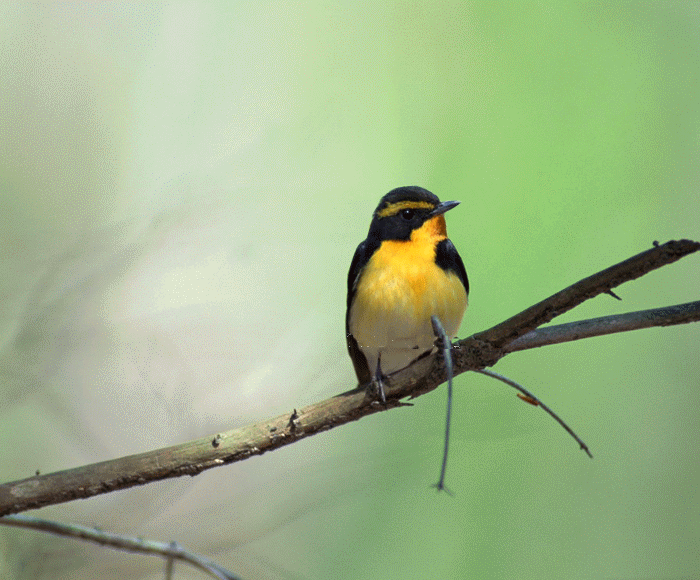 Birds GIF - Find on GIFER