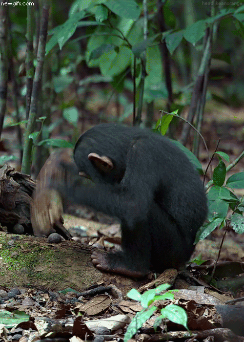 Monkey nature job GIF - Find on GIFER