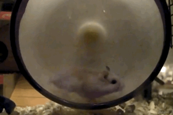 Hamster GIF on GIFER - by Fecage