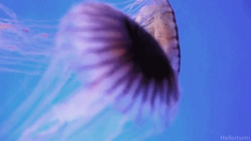 Jellyfish pretty sea GIF on GIFER - by Zazar
