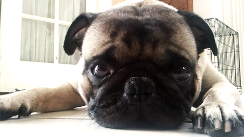 Gif De Perro Llorando Paquete De Expresión De Cachorro Triste