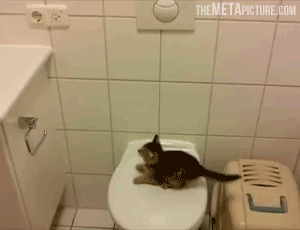 Bathroom GIF - Find on GIFER