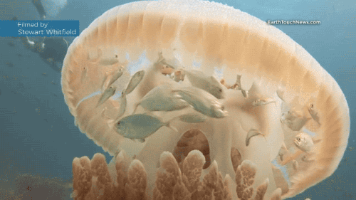 Jellyfish animals fish GIF on GIFER - by Tokinos