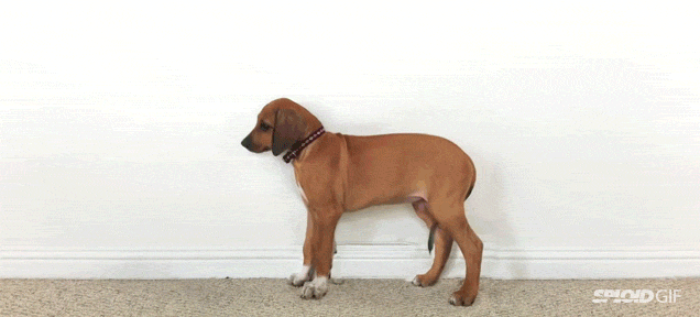 GIF dog - animated GIF on GIFER