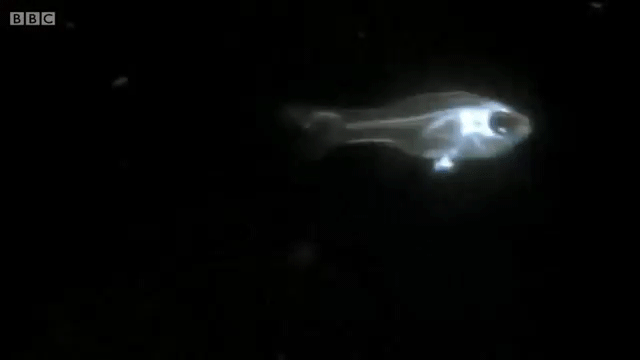 GIF science nature fish - animated GIF on GIFER