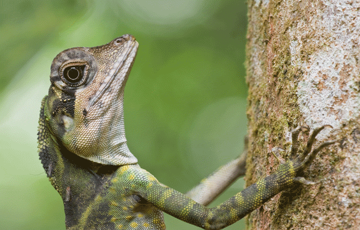 Lizard GIF on GIFER - by Baron