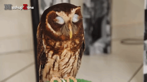 Gif Animado De Mirada Confusa