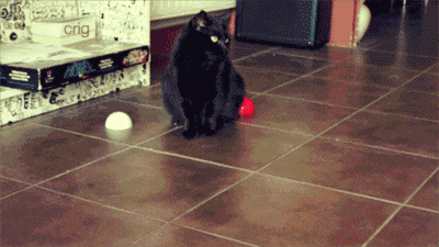 GIF pokemonball cat pokemon - animated GIF on GIFER