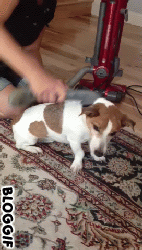 GIF dog video mom - animated GIF on GIFER