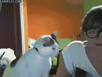 GIF cat glasses learn to see - animated GIF on GIFER