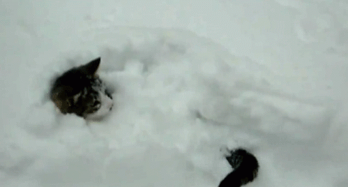Bath cat house GIF - Find on GIFER