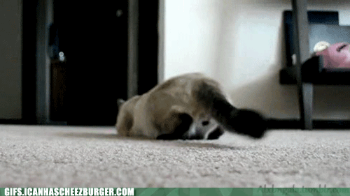 Fly GIF - Find on GIFER