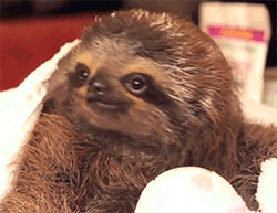 Sloth GIF - Find on GIFER