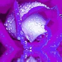 Pule GIF - Find on GIFER