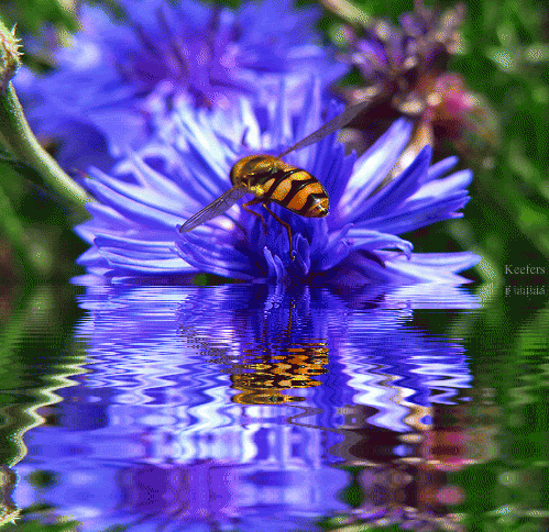 Flowers GIF - Find on GIFER