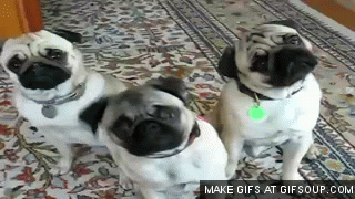 Pug GIF - Find on GIFER