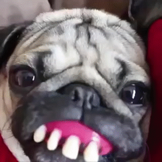 Pug GIF - Find on GIFER
