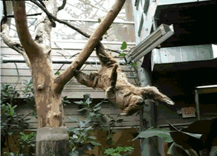 GIF sloth - animated GIF on GIFER
