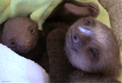 Sloth GIF - Find on GIFER