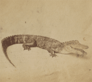 Digital humanities GIF - Find on GIFER