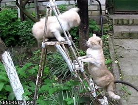 Gif De Pelea De Gatos Gata Batalla Pelea GIF En GIFER De Yobei