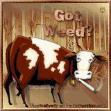 GIF 420 - animated GIF on GIFER