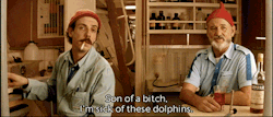 GIF bill murray - animated GIF on GIFER