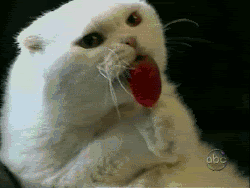 Candy shop GIF - Find on GIFER