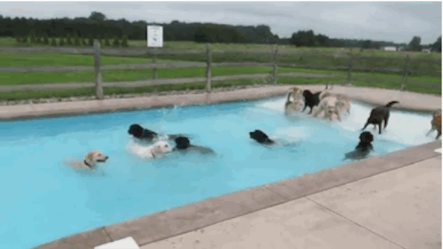 Dogs GIF - Find on GIFER