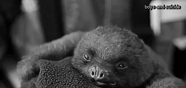 Sloth GIF - Find on GIFER