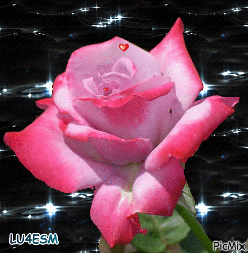 Rosa GIF - Find on GIFER