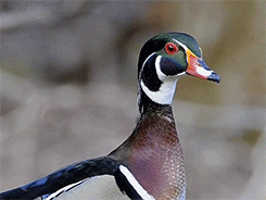 Color bird GIF - Find on GIFER