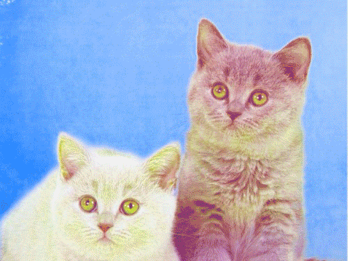 Party cat cat kitty GIF - Find on GIFER