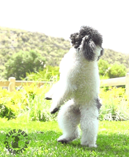 Dog animal dogs GIF - Find on GIFER