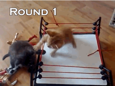 Boxing GIF - Find on GIFER