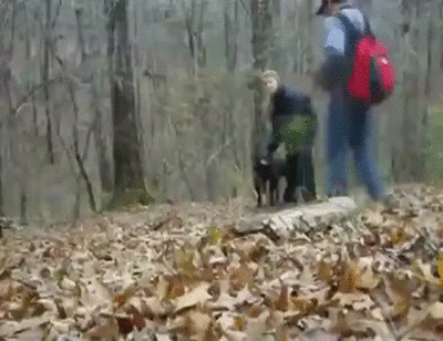 Dog fail GIF - Find on GIFER