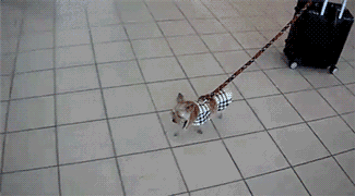 Person Tripping Gif