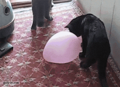 Cat pop GIF - Find on GIFER