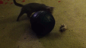 GIF water balloon - animated GIF on GIFER