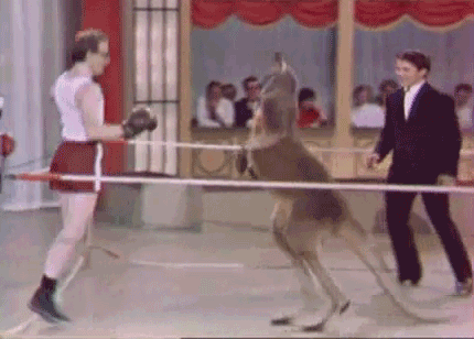 GIF boxing - animated GIF on GIFER