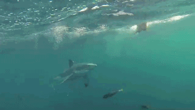 Gif De Requin