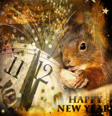 GIF squirrel - animated GIF on GIFER