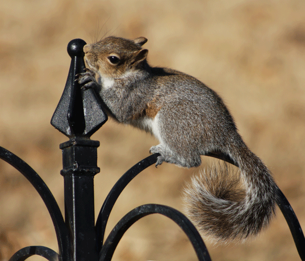 Squirrel GIF - Find on GIFER