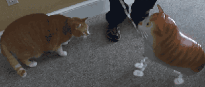 Cat game GIF - Find on GIFER