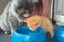 GIF water time - animated GIF on GIFER